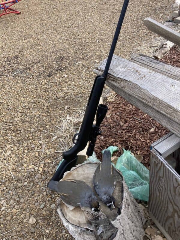 10 Best Air Rifles (2023 Update) Buyer's Guide - Best Survival